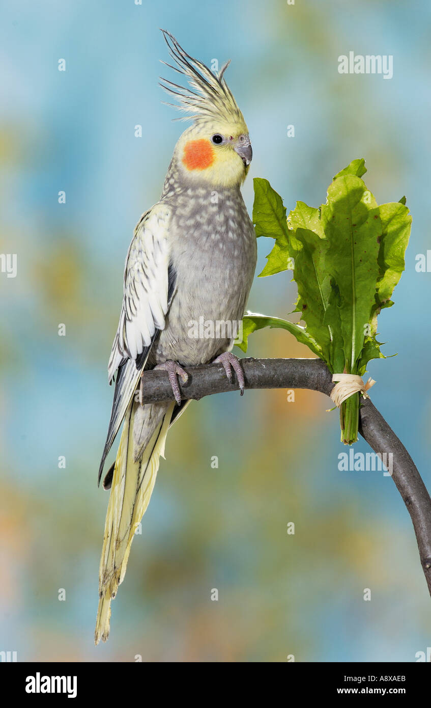 cockatiel on branch / Nymphicus hollandicus Stock Photo - Alamy