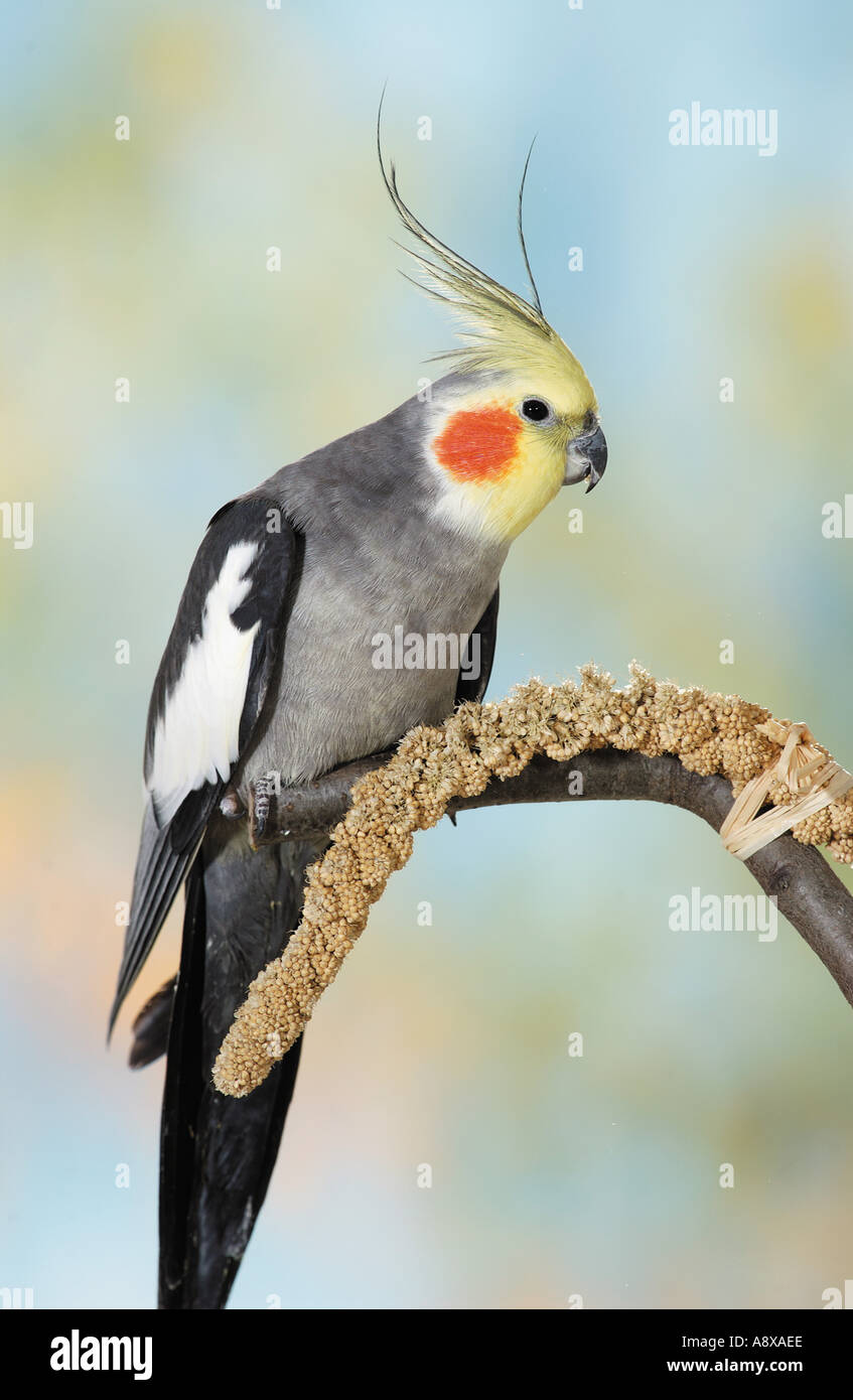 Cockatiel Branch With Toy High Resolution Stock Photography and Images ...