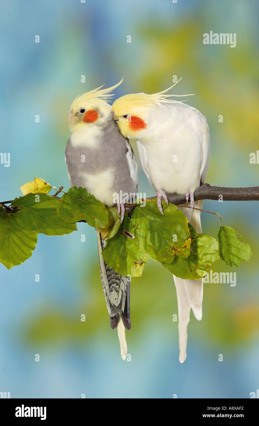 two cockatiels on twig / Nymphicus hollandicus Stock Photo - Alamy