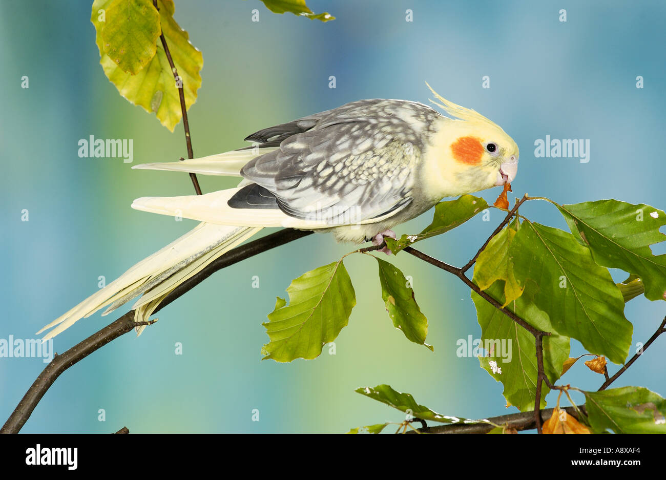Cockatiel Branch With Toy High Resolution Stock Photography and Images ...