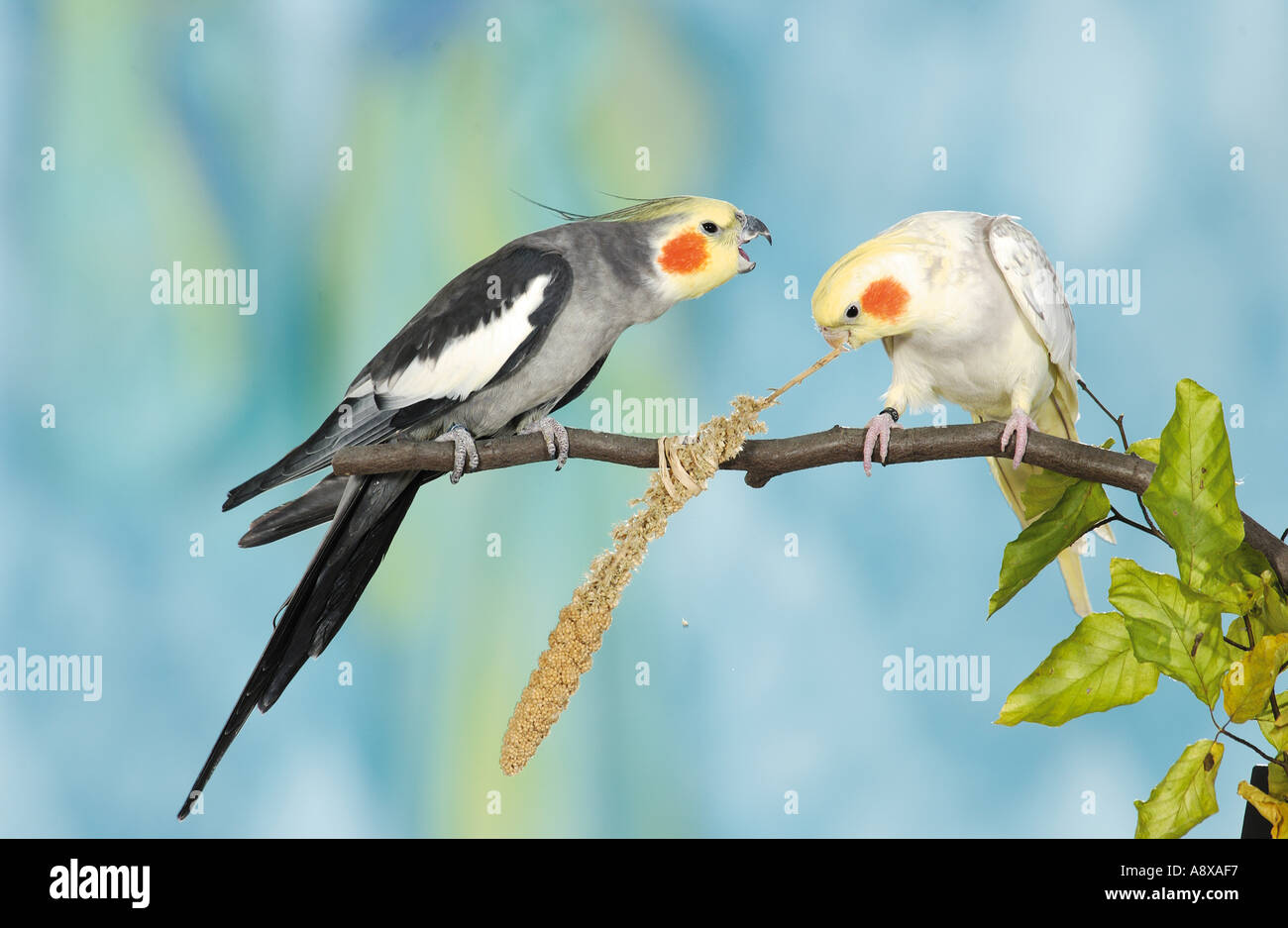 two cockatiels on twig / Nymphicus hollandicus Stock Photo - Alamy