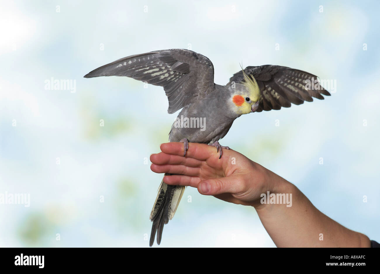cockatiel on hand Stock Photo - Alamy