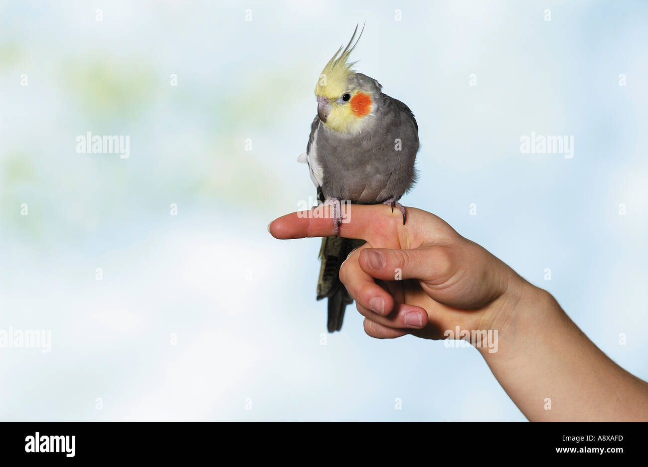 Cockatiel (Nymphicus hollandicus) on a finger Stock Photo - Alamy