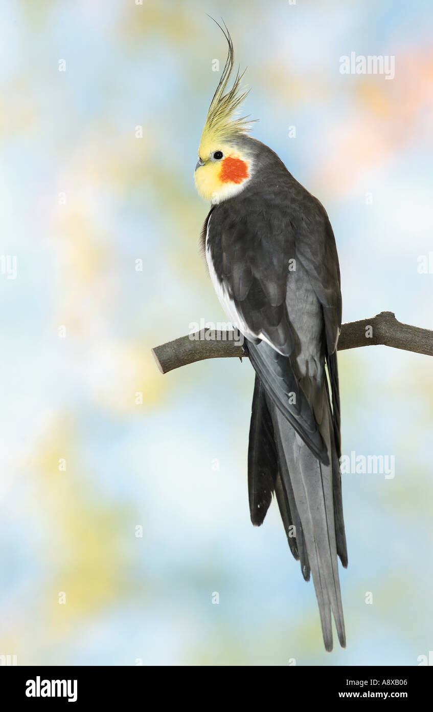 cockatiel on branch Stock Photo - Alamy