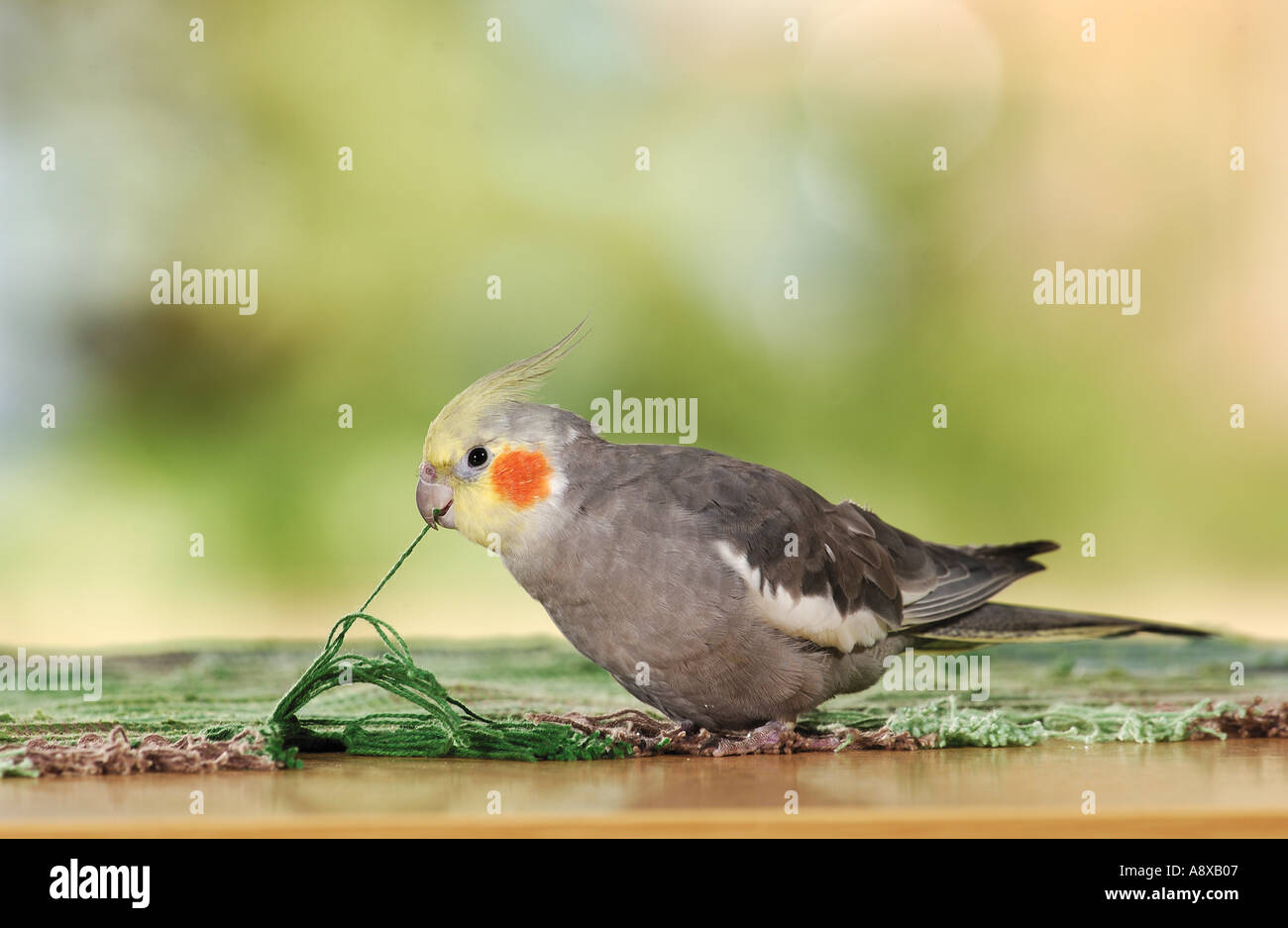 Nibbling birds hi-res stock photography and images - Alamy