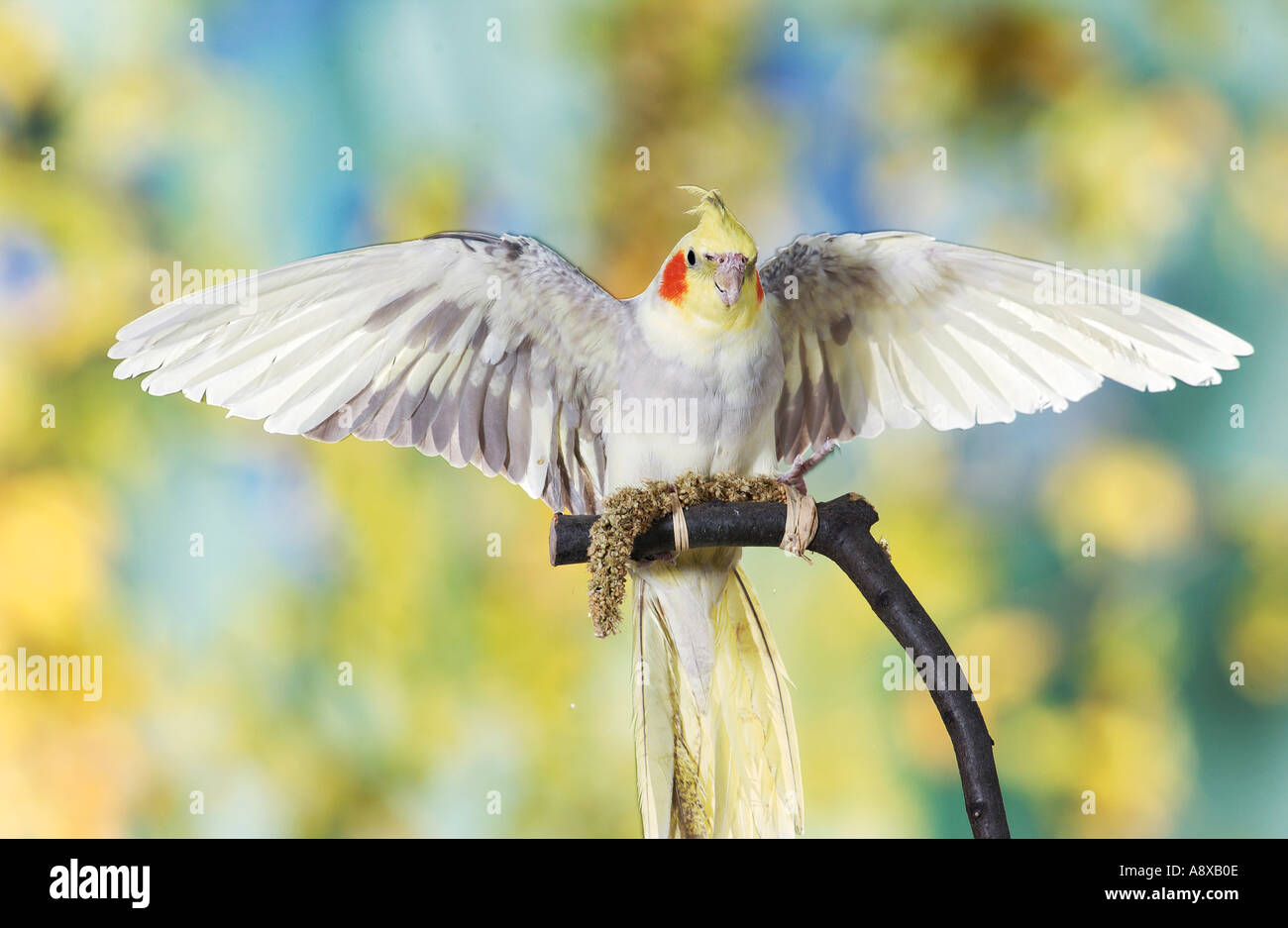 cockatiel on branch Stock Photo - Alamy