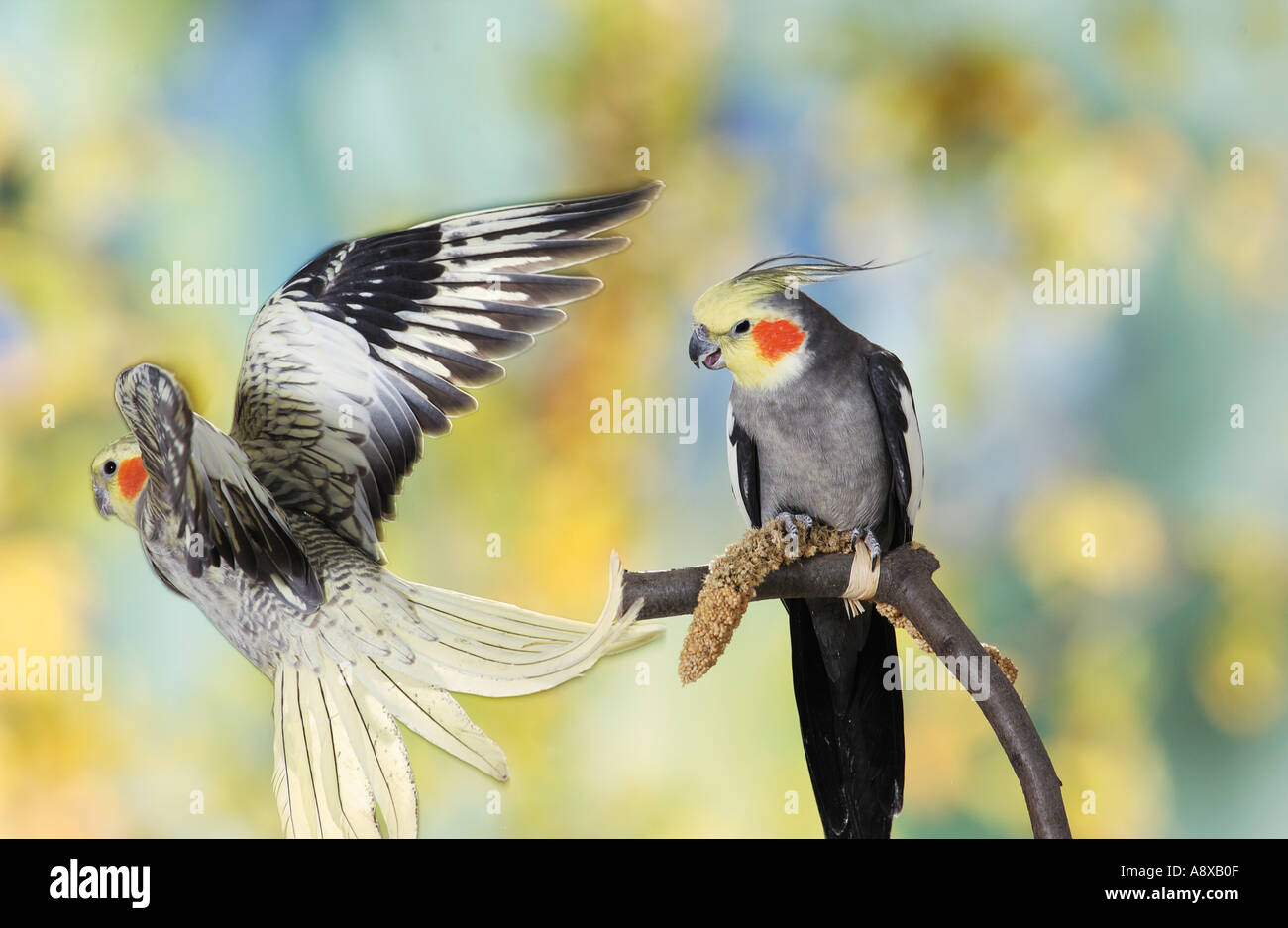 Cockatiel nymphicus flight hi-res stock photography and images - Alamy