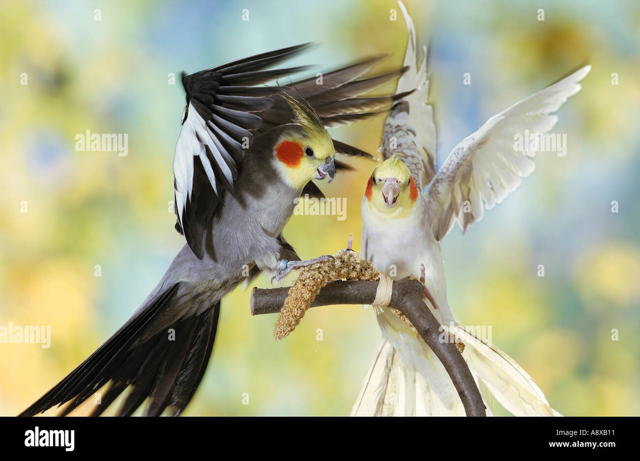 two cockatiels - fighting Stock Photo - Alamy