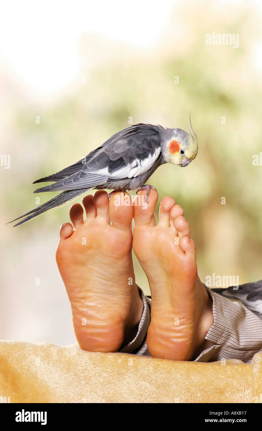 Cockatiel on feet Stock Photo - Alamy