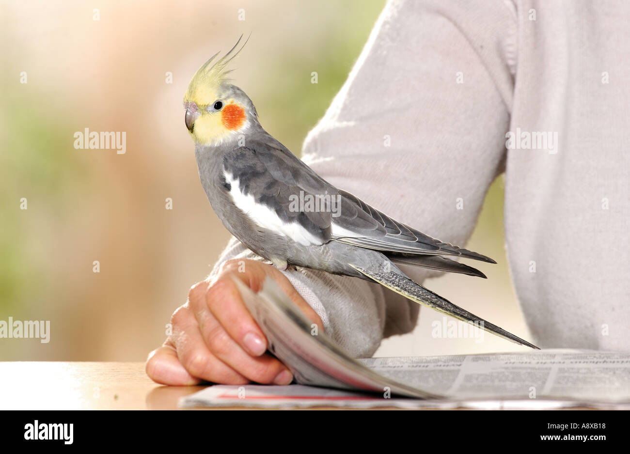 Cockatiels with humans hi-res stock photography and images - Alamy