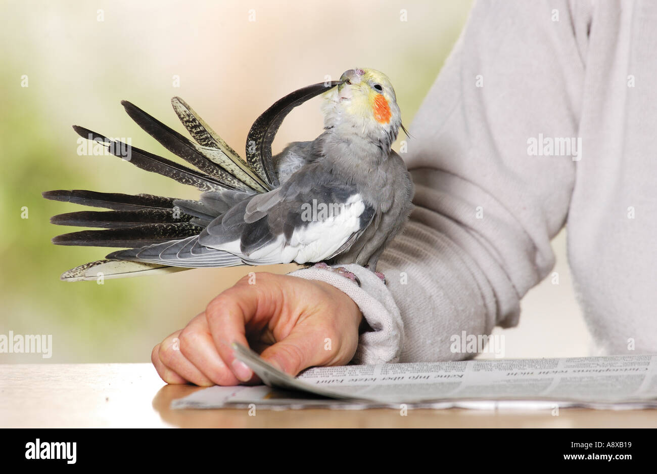cockatiel on hand Stock Photo - Alamy