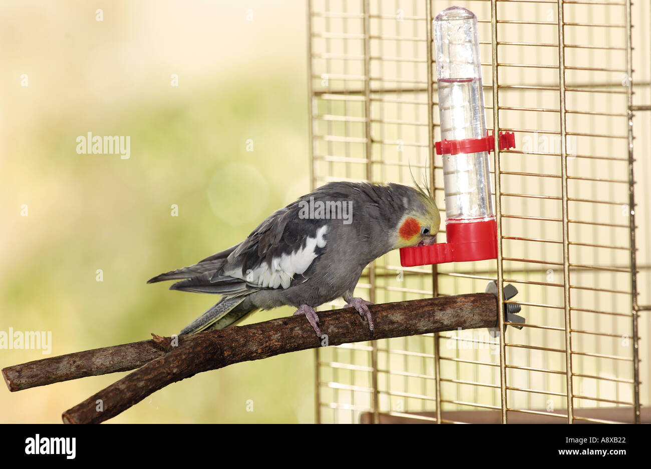 Cockatiel water hi-res stock photography and images - Alamy