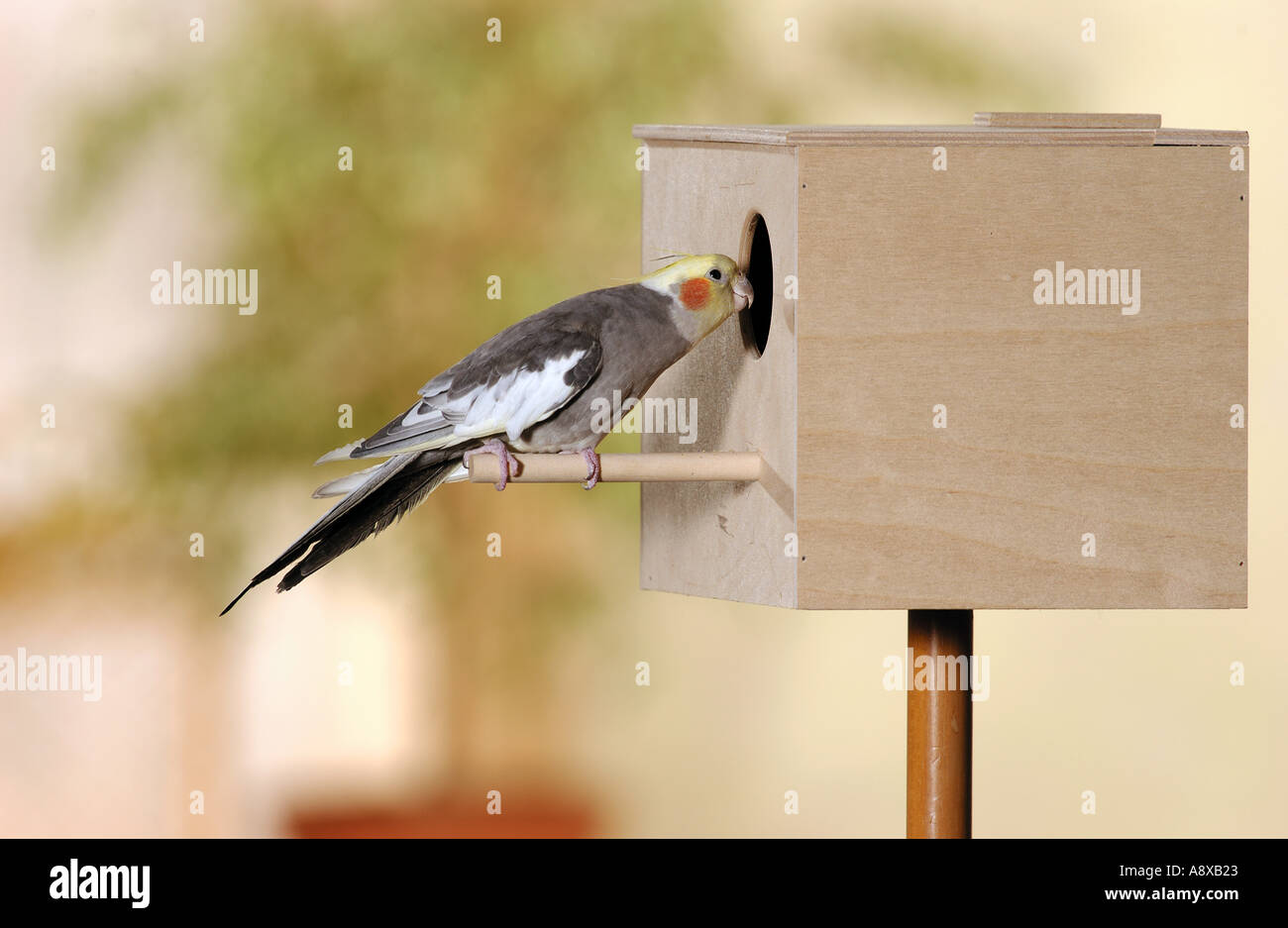 Cockatiel (Nymphicus hollandicus) at nesting box Stock Photo - Alamy
