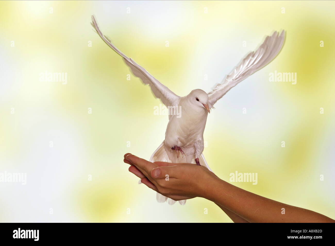 Domestic Pigeon (Streptopelia roseogrisea domestica). White dove ...