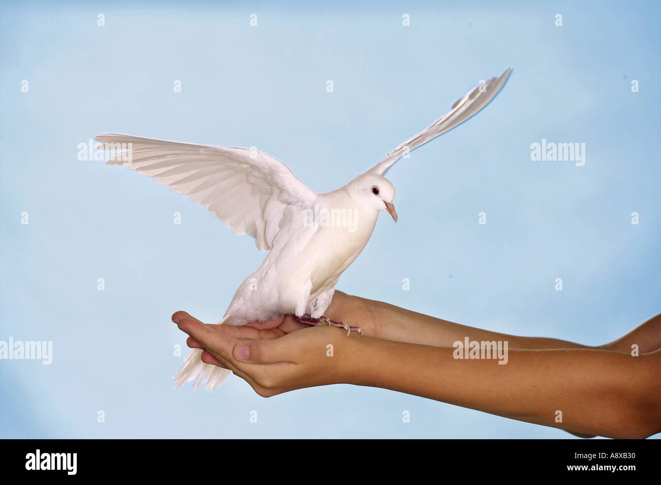 White dove landing hand hi-res stock photography and images - Alamy