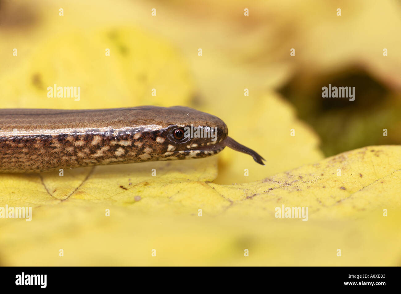 slow worm - portrait / Anguis fragilis Stock Photo - Alamy
