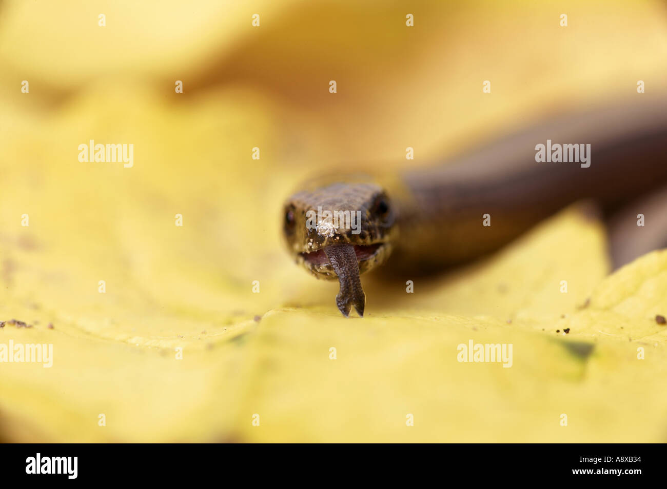 European Slow Worm, Slow Worm (Anguis fragilis). Portrait of adult on ...