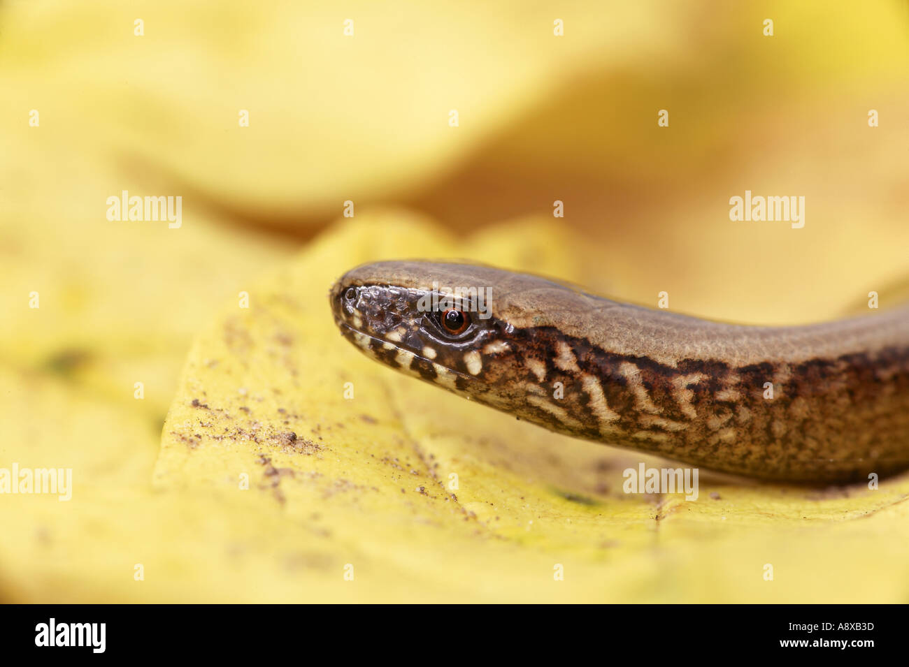European Slow Worm, Slow Worm (Anguis fragilis). Portrait of adult on ...