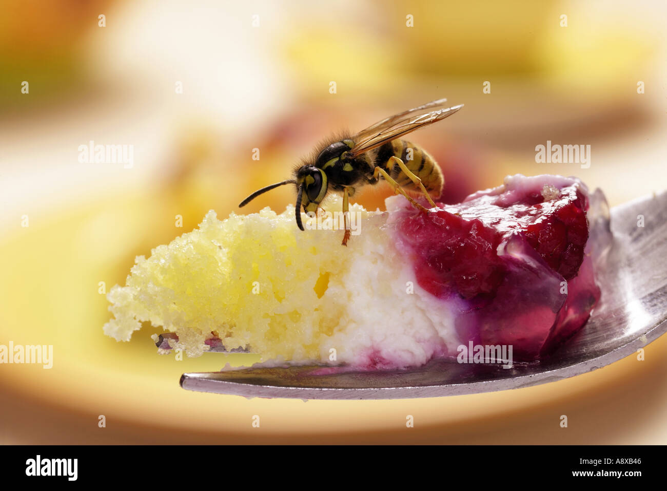 Common Wasp (Vespula vulgaris) on cake Stock Photo - Alamy