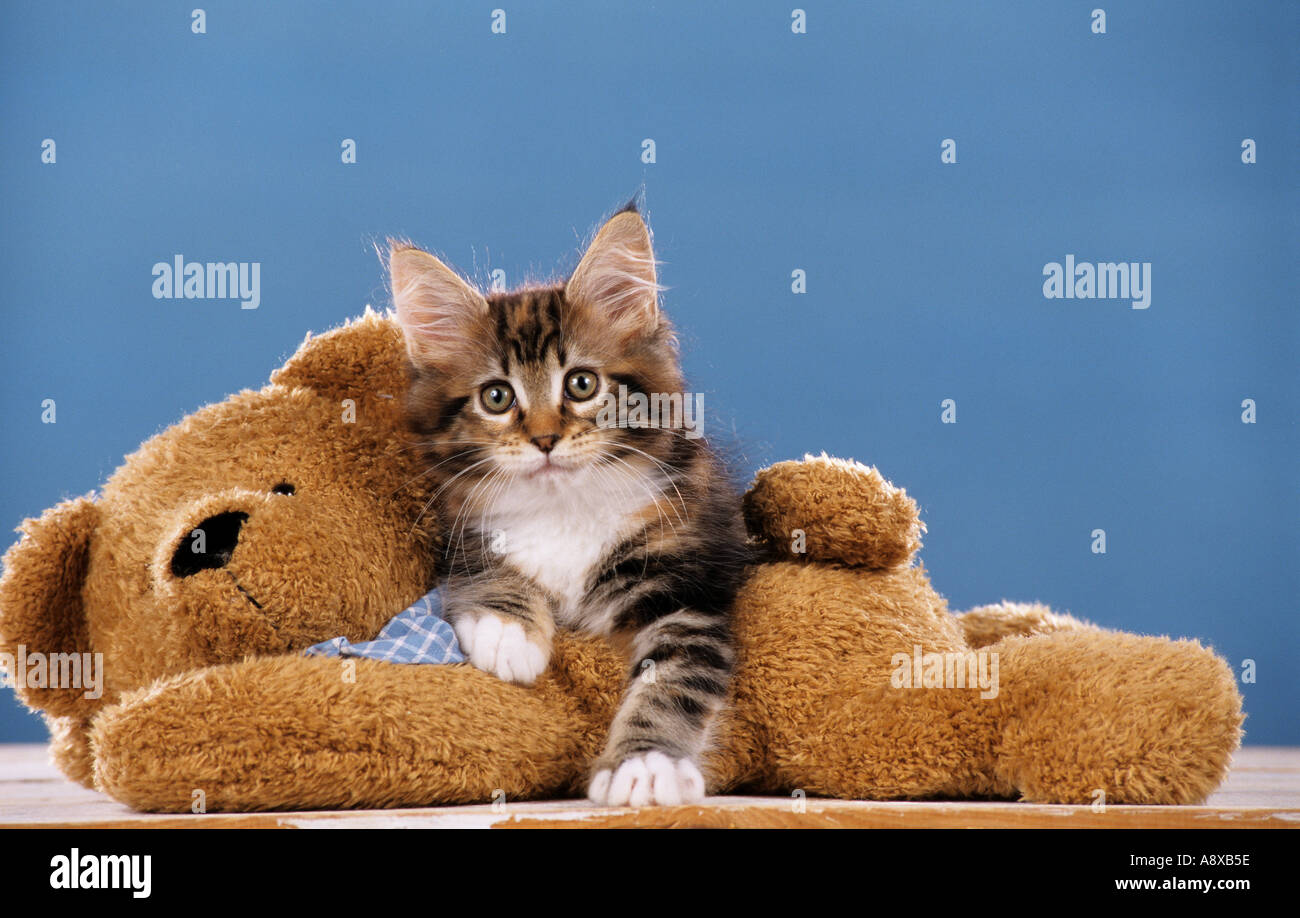 American Longhair, Maine Coon. Tabby kitten lying on teddy bear Stock ...
