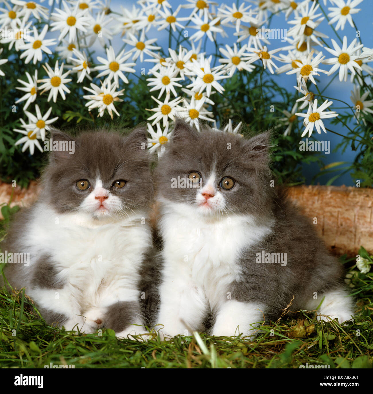 two Persian cat kitten Stock Photo - Alamy