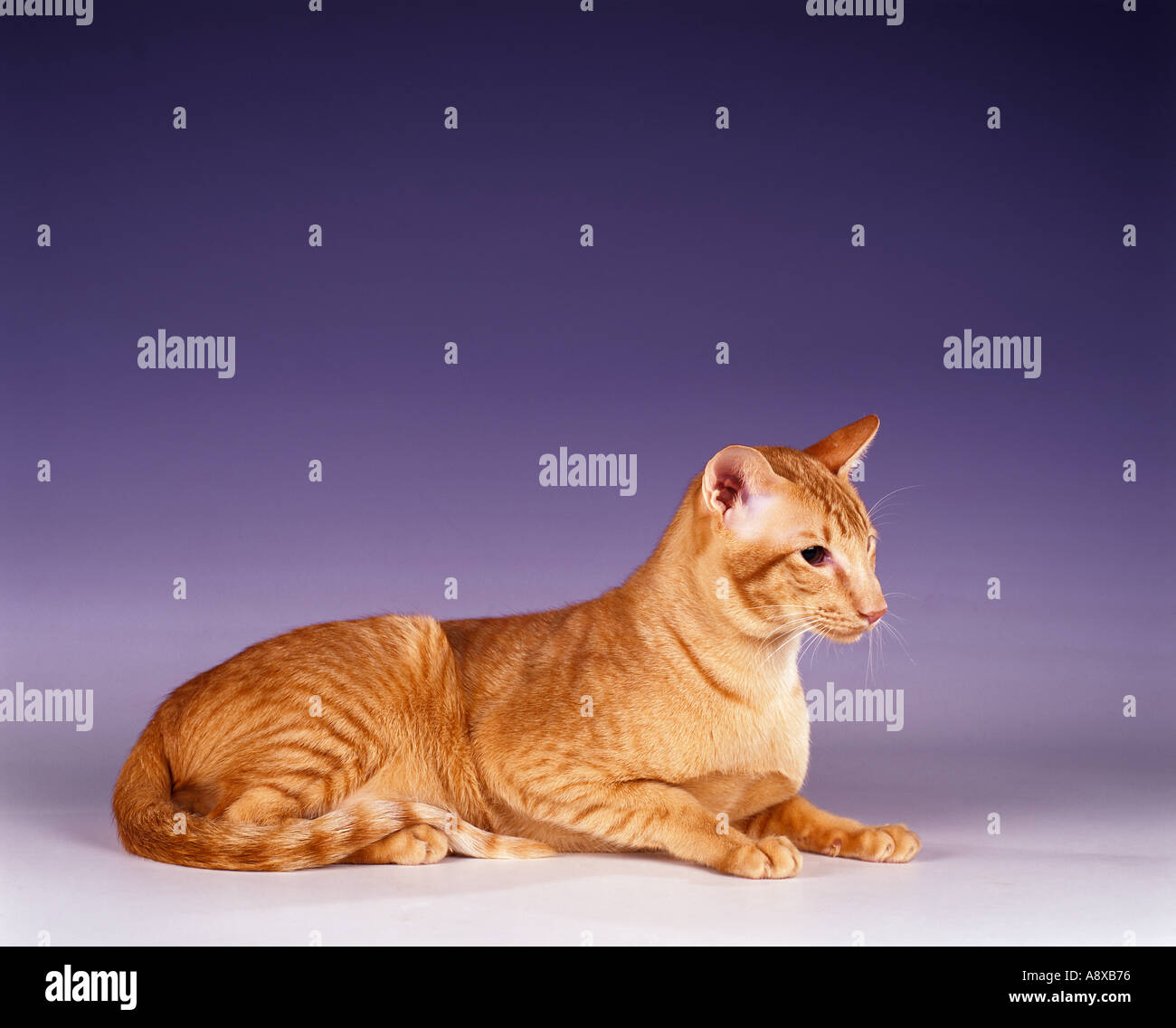 Oriental shorthairs hi-res stock photography and images - Alamy