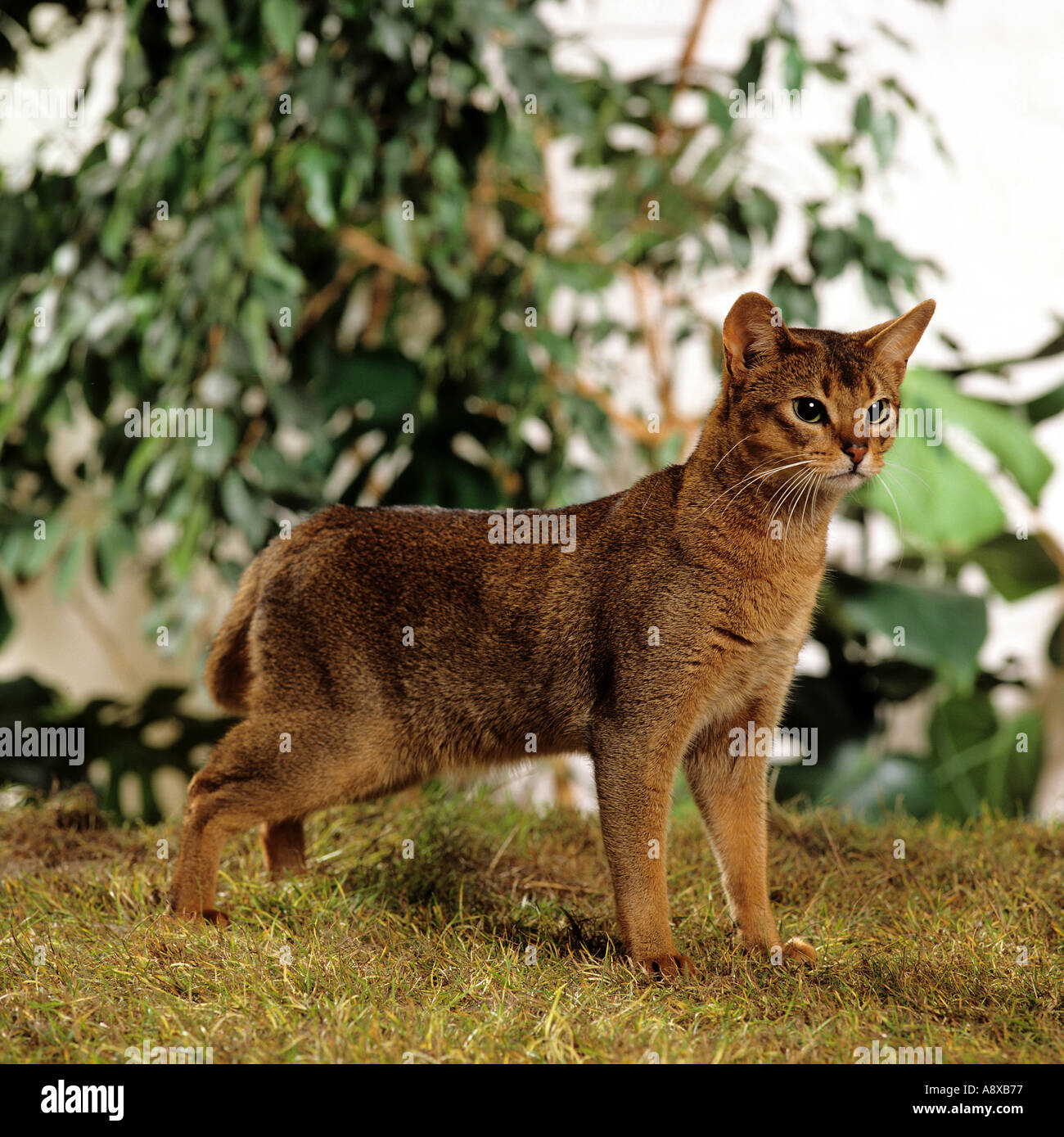 Abyssinian cat outdoors in garden hi-res stock photography and images ...