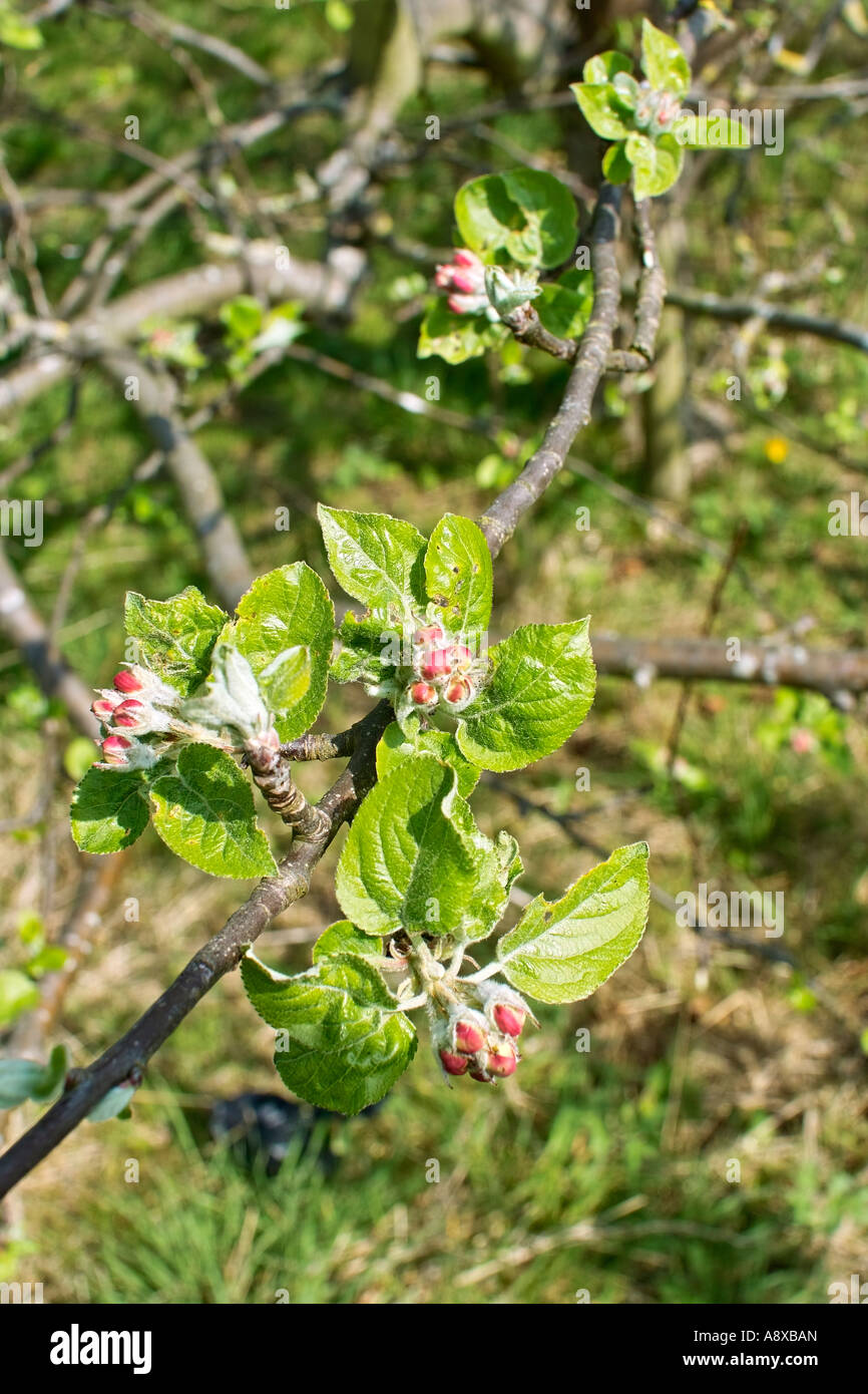 blossom spring springtime Stock Photo - Alamy