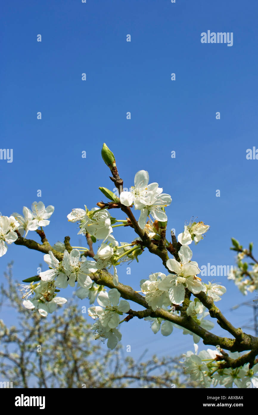 blossom spring springtime Stock Photo - Alamy