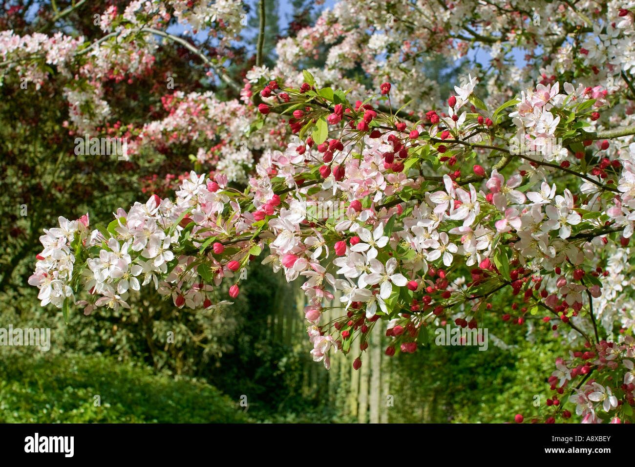 blossom spring springtime Stock Photo - Alamy