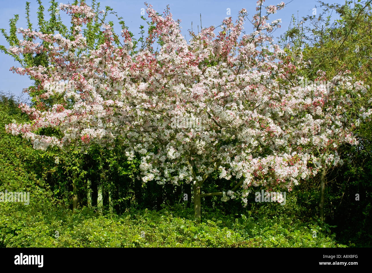 blossom spring springtime Stock Photo - Alamy