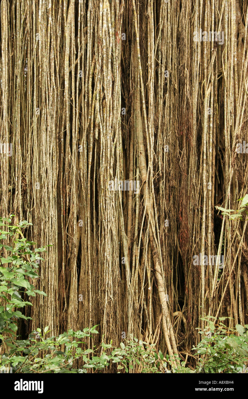 Roots of a Curtain Fig Tree in Atherton Tablelands near Yungaburra in ...