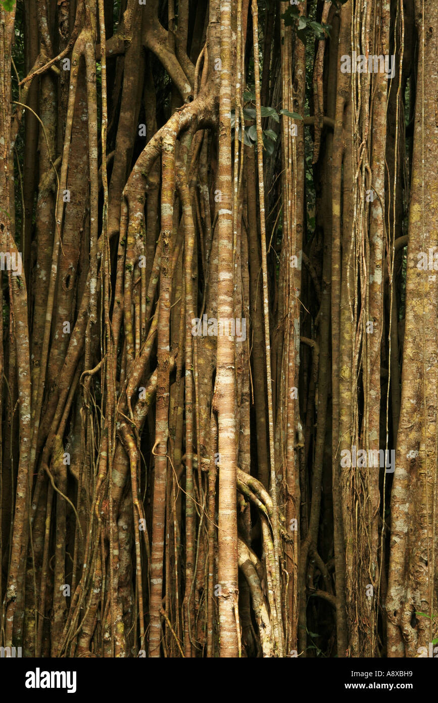 Roots of a Curtain Fig Tree in Atherton Tablelands near Yungaburra in ...
