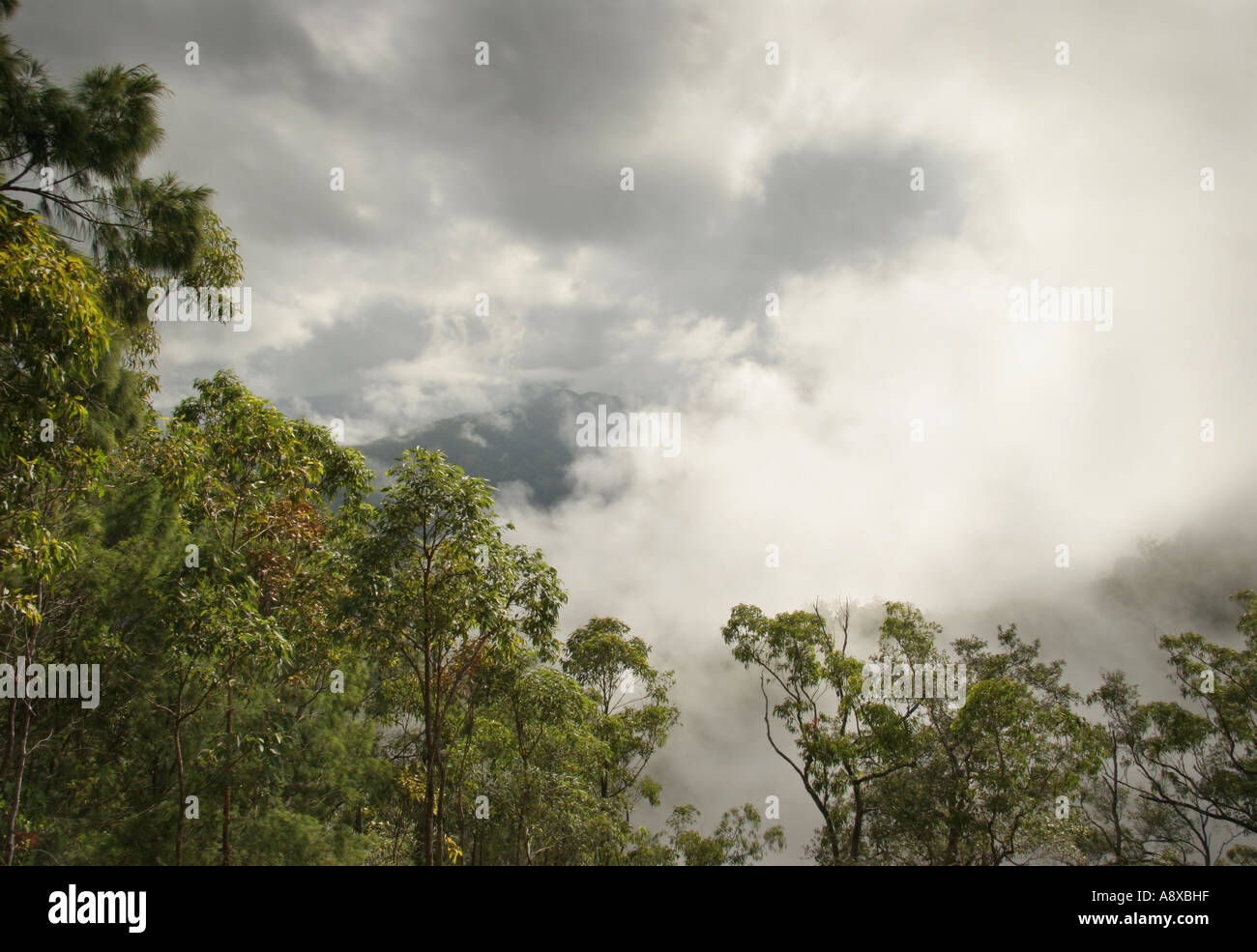 Rain Forest near Cairns overlooking the Bellenden Ker Range in ...