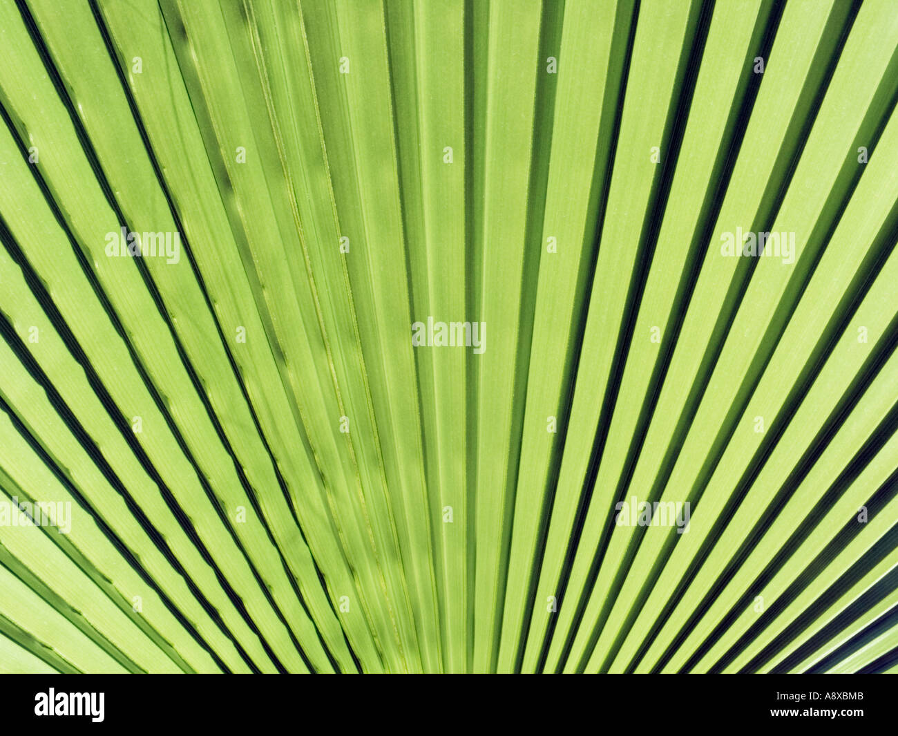 Green fan shaped leaf Stock Photo - Alamy