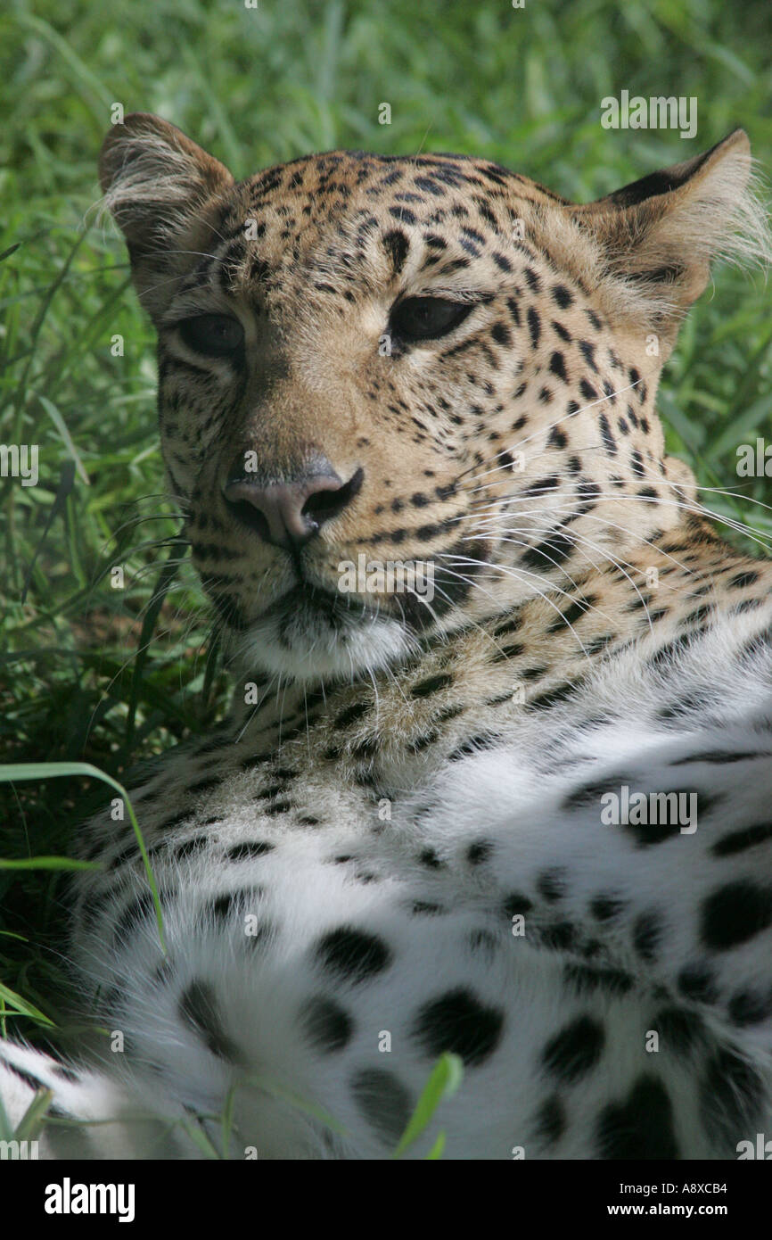 Relaxing leopards hi-res stock photography and images - Alamy