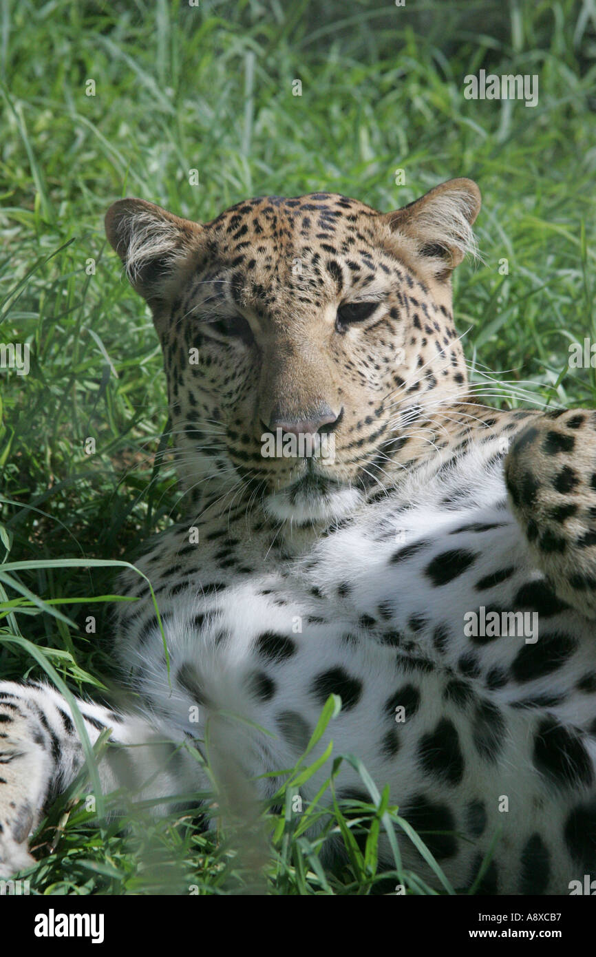 Relaxing leopards hi-res stock photography and images - Alamy