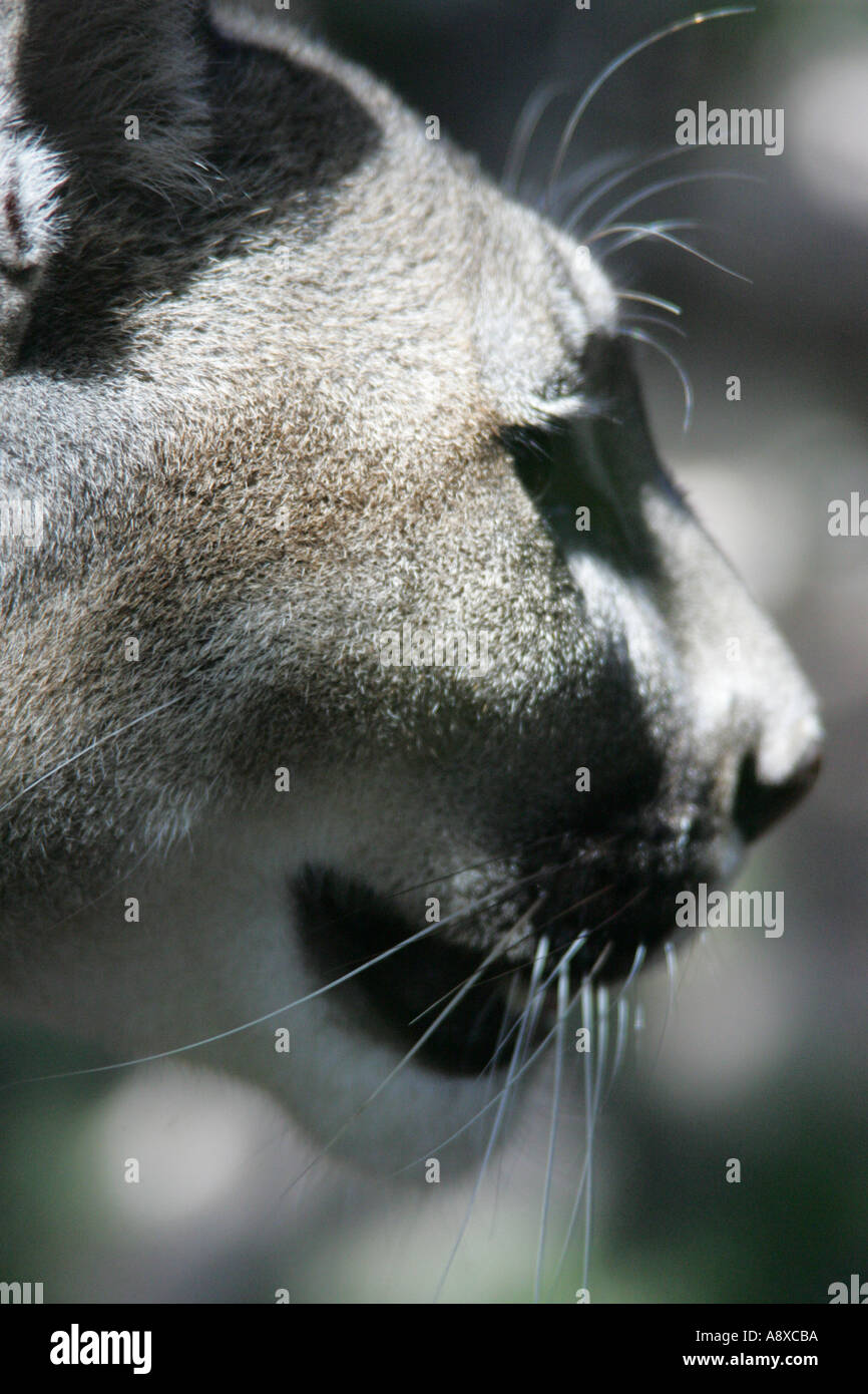 Puma face hi-res stock photography and images - Alamy
