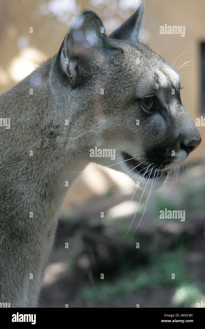 Puma face hi-res stock photography and images - Alamy