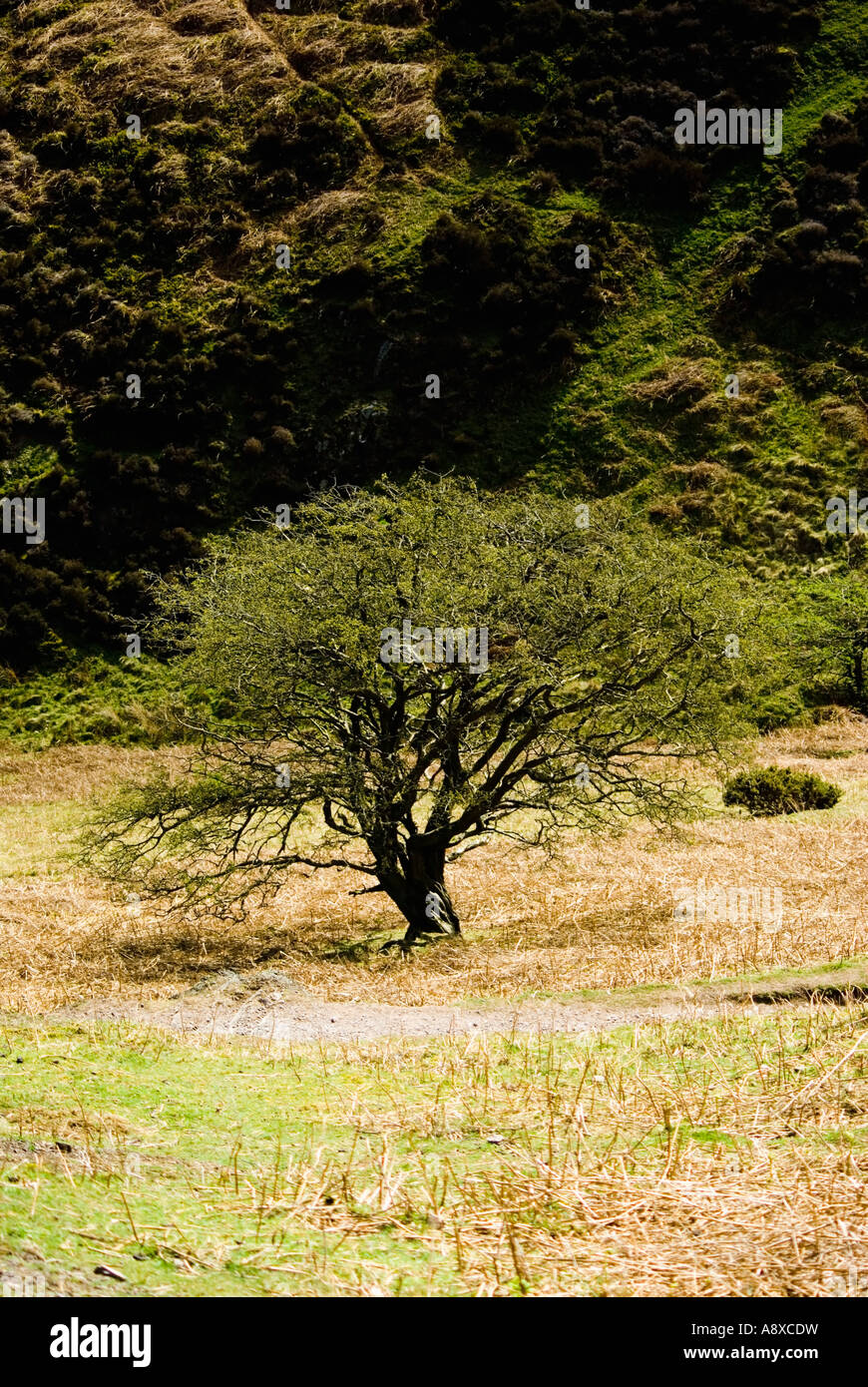 long mynd shropshire england uk Stock Photo - Alamy
