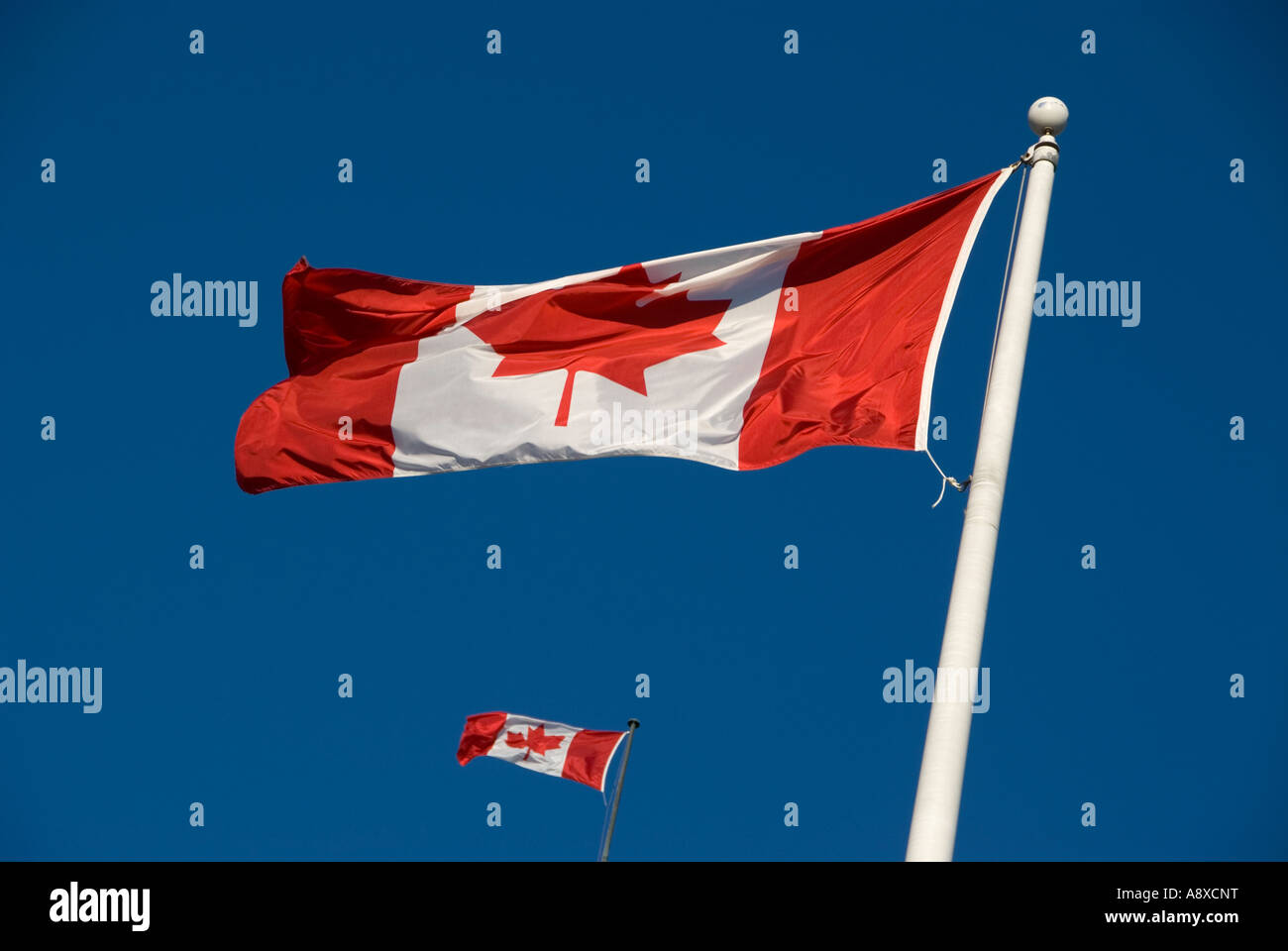 Two Canadian flags Stock Photo - Alamy