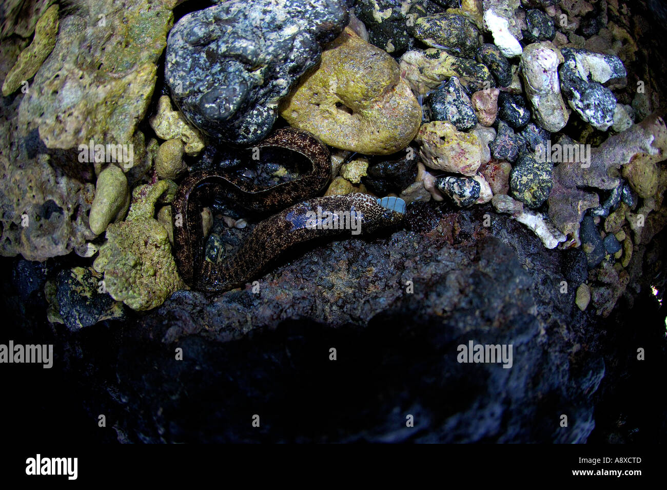 Kona crab hi-res stock photography and images - Alamy