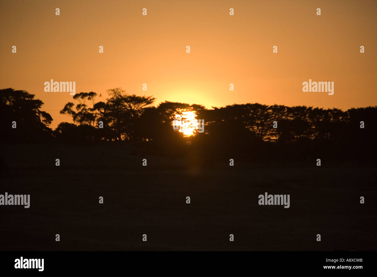 Australian bush setting hi-res stock photography and images - Alamy