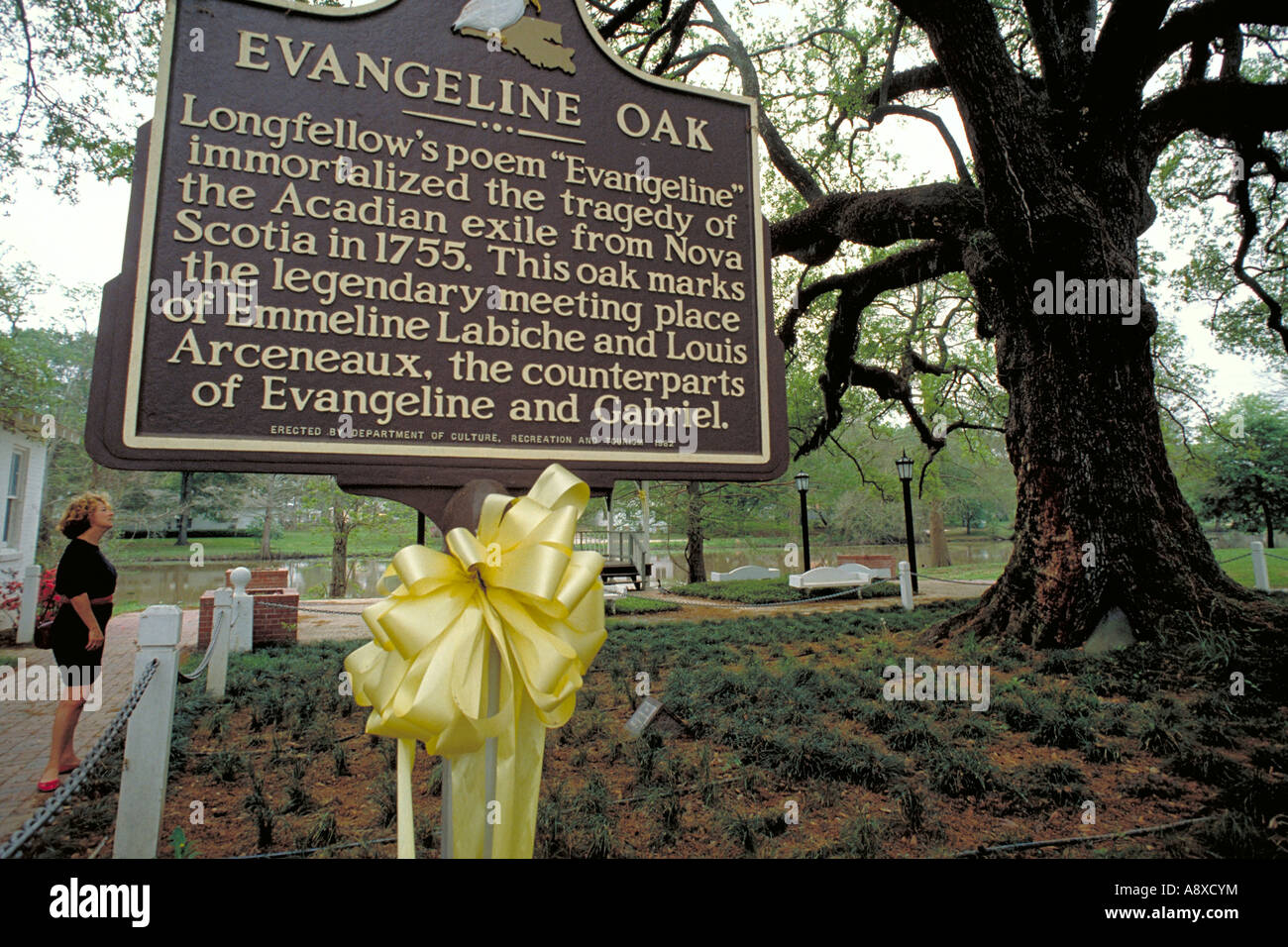 Evangeline oak tree hi-res stock photography and images - Alamy