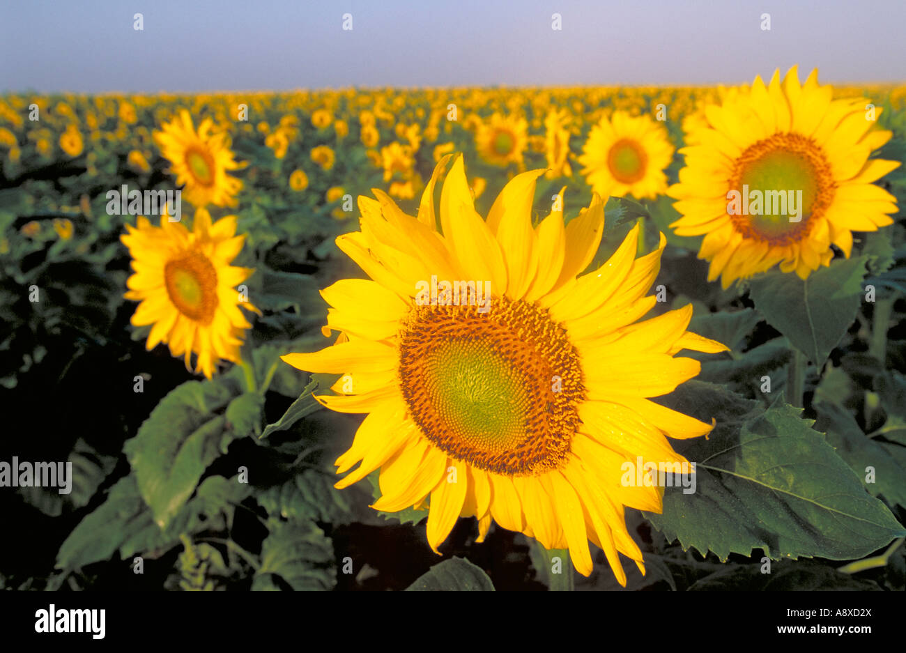 Elk269 3279 Kansas sunflowers Stock Photo - Alamy
