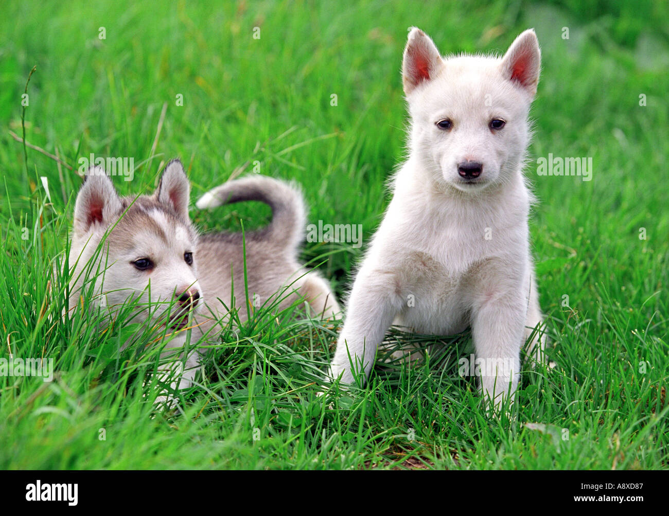 Two Husky puppies sitting in grass Stock Photo - Alamy