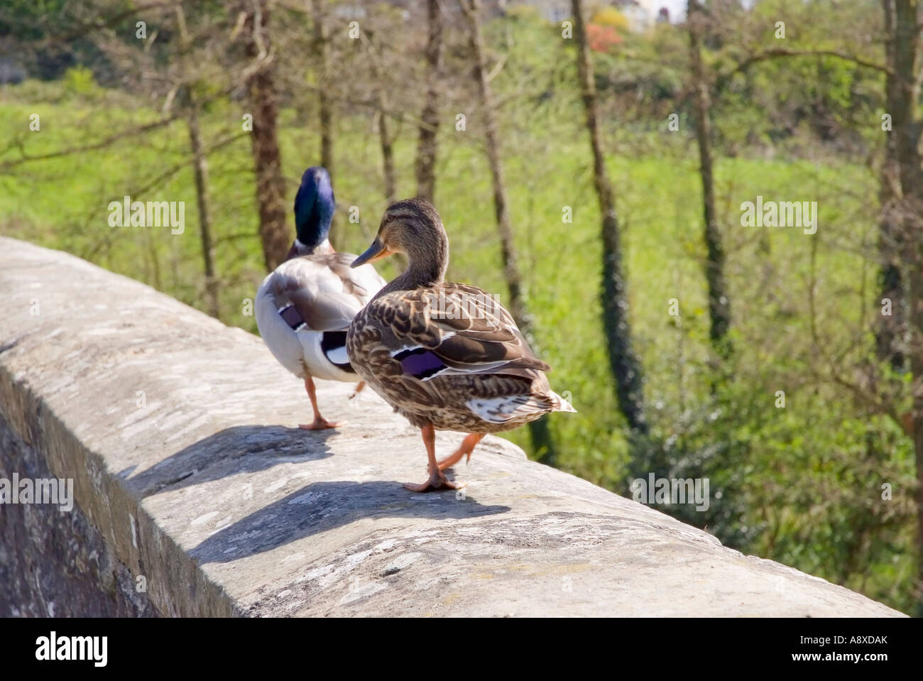 two ducks on medieval bridge over the river teme ludlow shropshire ...
