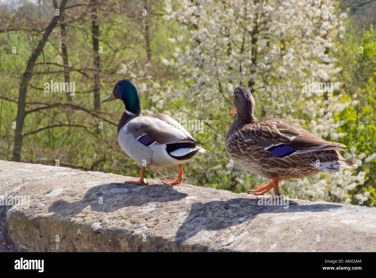 two ducks on medieval bridge over the river teme ludlow shropshire ...