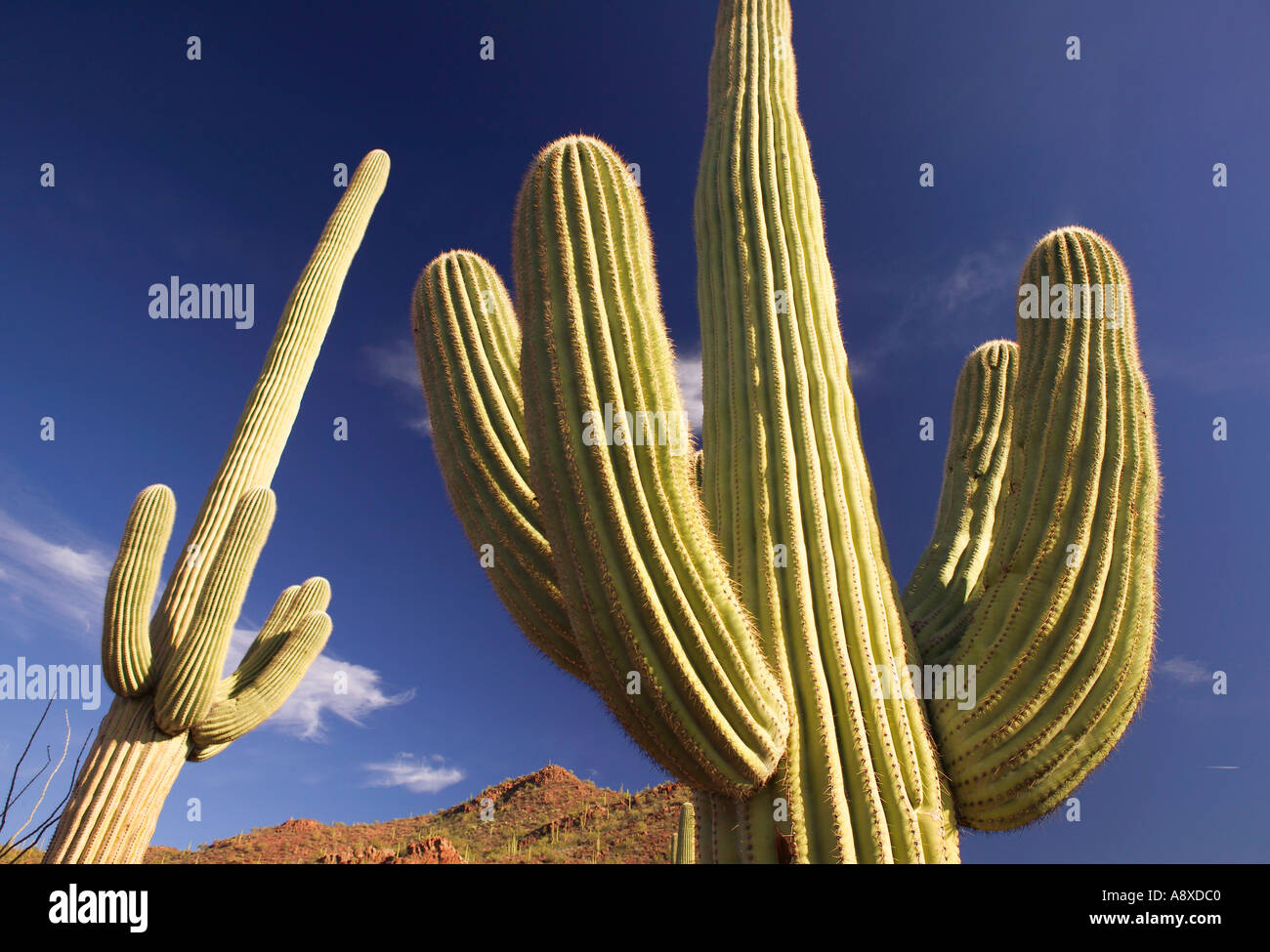 Cactus, Saguaro NP, Tucson, Arizona, USA Stock Photo - Alamy