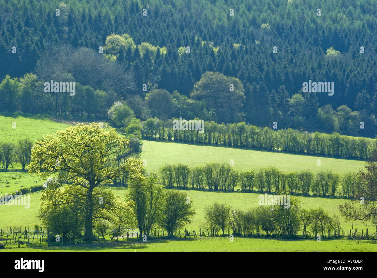 woodland landscape fields and farmland stokesay shropshire england uk ...
